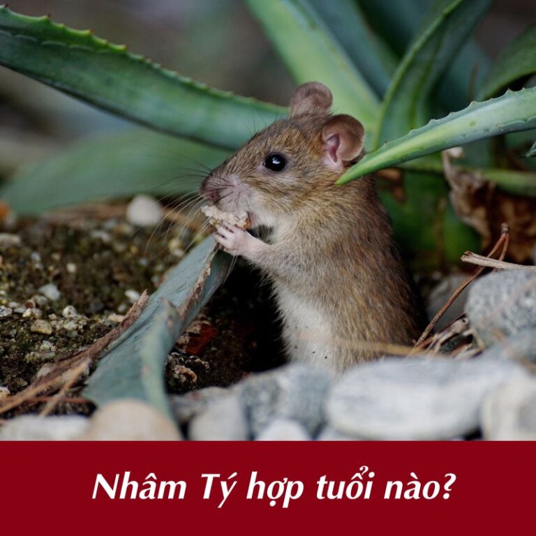 Tuổi Nhâm Tý Mệnh Gì? Sinh Những Năm Nào? Hợp Màu Gì?