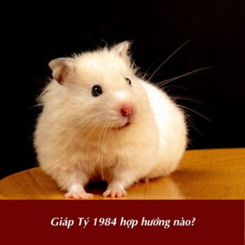 Nam, Nữ Tuổi Giáp Tý 1984 Tuổi Con Gì, Mệnh Gì, Hợp Màu Gì?