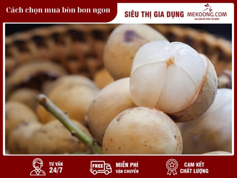 Ăn Quả Bòn Bon Sẽ Gây Nóng Hay Mát Trong Người? Cách Chọn Mua Bòn Bon Ngon